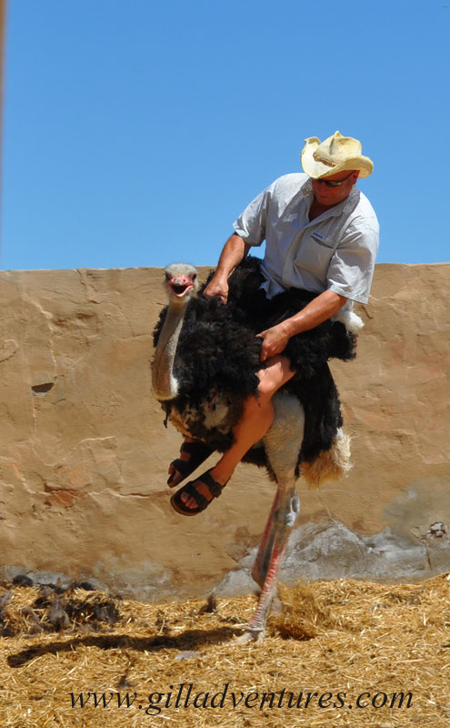 What type of big (pet) dog can safely hold a... | Asperger's & Autism ...